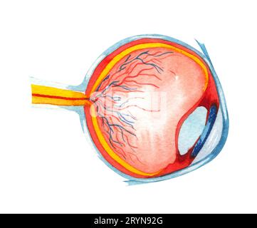 Watercolor human eye anatomy on white background Stock Photo - Alamy