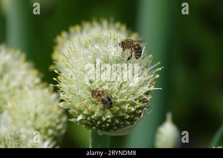 Allium cepa, onion, with bees Stock Photo - Alamy