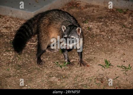 Crab eating Racoon looking to camera, Pantanal Wetlands, Mato Grosso ...