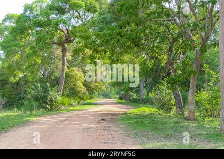Typical idyllic rural road through forest in the Pantanal Wetlands ...