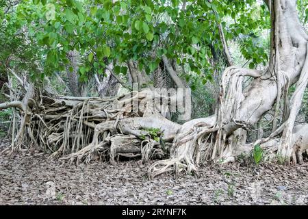 Impressive roots of rainforest trees and green leaves, Pantanal ...