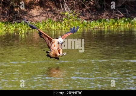 Black-collared Hawk tries to grab prey with its claws in deep flight ...
