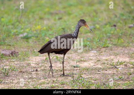 Side view of a Limpkin foraging on grassy ground, Pantanal Wetlands ...