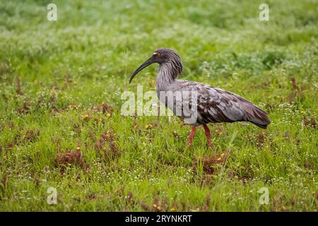 Side view of a Plumbeous Ibis foraging in a green swampy meadow ...