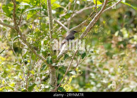 Grayish saltator bird perched in a tree with green leaves, Pantanal ...