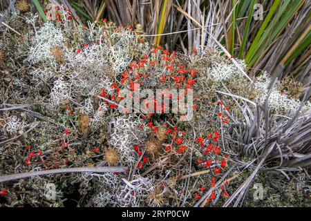 Red blossoms of moss in high altitude of Serra da Mantiqueira ...