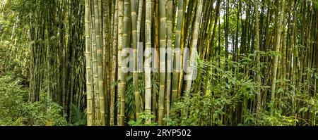 Panorama bamboo forest, Itatiaia, Rio de Janeiro, Brazil Stock Photo ...