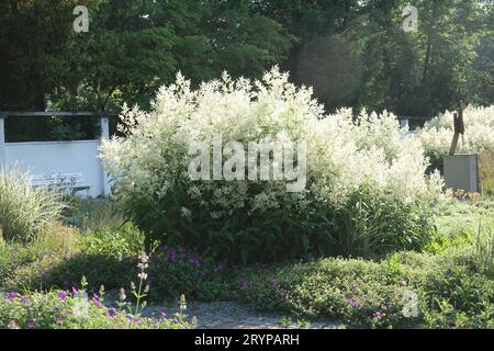 Polygonum campanulatum, Lesser knotweed Stock Photo - Alamy