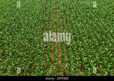 aerial view drone shot corn harvester chop green silage for cattle ...