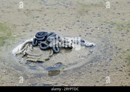 European Lugworm / sandworm (Arenicola marina) casts of defaecated ...