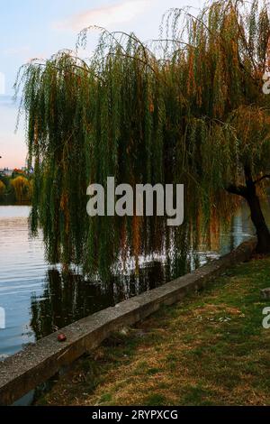 Weeping willow tree with green and orange fall colors reflecting on a ...