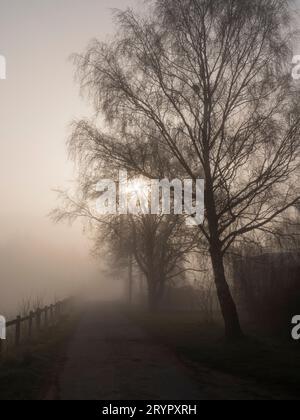 Farmland in rural Shropshire shrouded in mist with silhouetted trees ...