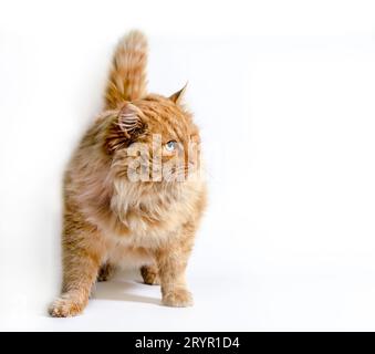 red fat cat sitting on the roof in sunny day, blue sky background Stock ...