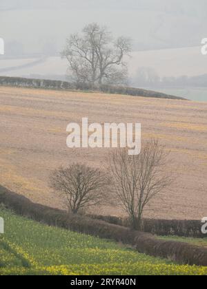 Farmland in rural Shropshire shrouded in mist with silhouetted trees ...