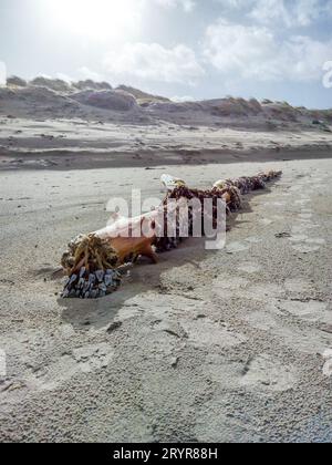 Plate of barnacles on ice Stock Photo - Alamy