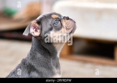 Lilac Tan French Bulldog dog puppy in bed in front of blue background ...
