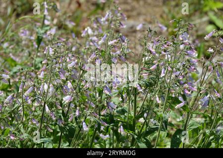 Penstemon rostriflorus, bridge penstemon Stock Photo - Alamy