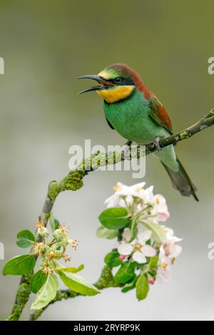 Bee-eater (Merops apiaster) sitting on a branch, Rhineland-Palatinate ...