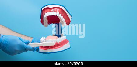 Tooth decay dentists dental model of teeth, gums and root canal Stock ...