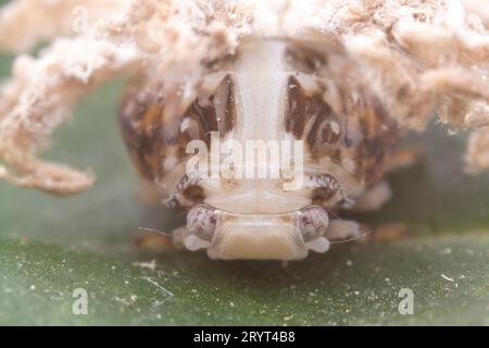 Broad winged wax cicada nymph in the wild state Stock Photo - Alamy