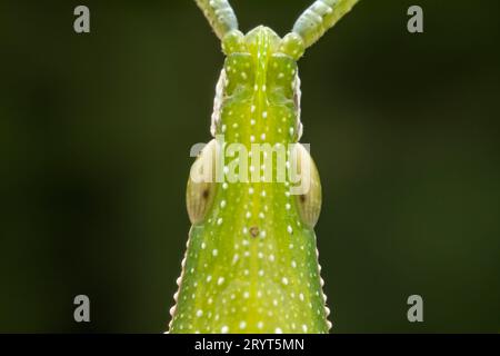 Atractomorpha sinensis in the wold Stock Photo - Alamy