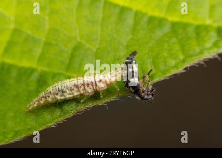 Chrysopa perla larvae prey on ladybug larvae Stock Photo - Alamy