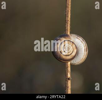 Small snail with snail shell on a reed with spider web on a lake or ...