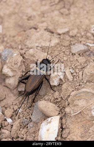 Two-spotted cricket (Gryllus bimaculatus Stock Photo - Alamy
