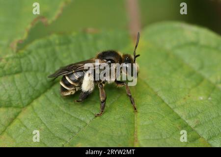 A female Yellow Loosestrife bee , Macropis europaea sipping nect Stock ...