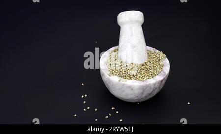 Pearl Millet Seeds Also Know as Bajra, Bajri, Bulrush Millet or Indian ...