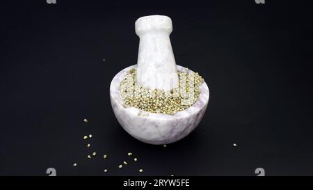 Pearl Millet Seeds Also Know as Bajra, Bajri, Bulrush Millet or Indian ...