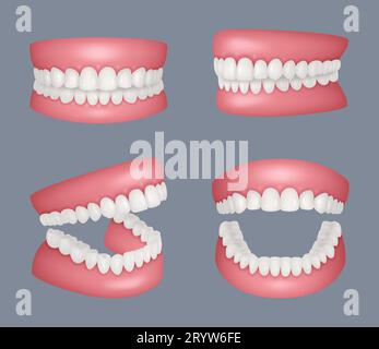 Realistic jaws. Human anatomy jaw healthy teeth collection decent ...