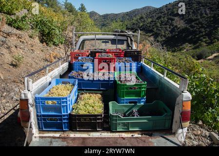 Truck Carrying white and red Grapes During Grape Harvesting for wine ...