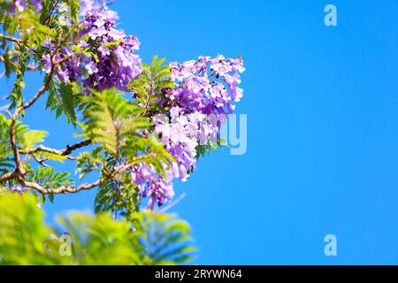 Israel. The magnificent jacaranda blooms with lilac flowers gathered in ...