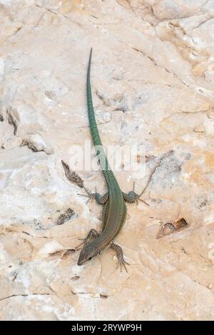 Iberian wall lizard, Podarcis hispanica, La Pobla de Claramunt ...