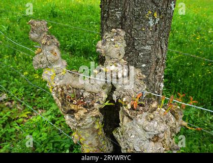 Wire of a pasture fence, grown into a tree, pasture fence wire grown ...