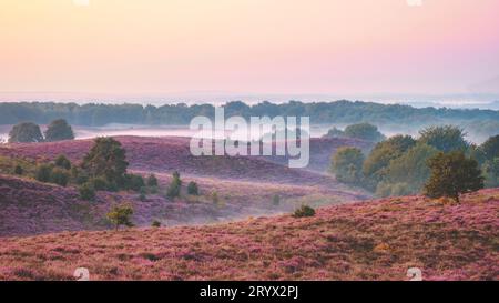 Posbank National park Veluwe, purple pink heather in bloom, blooming ...