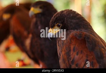 many Harris buzzard species with powerful hooked beaks during a ...