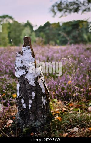 Blooming heathland, Westruper Heide, Haltern am See, Muensterland ...