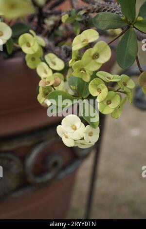 white euphoria flowers with thorny flower stems, seen from the side ...