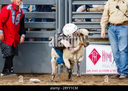 Mutton Bustin. Kids riding sheep as a rodeo fun event. Young boy takes ...