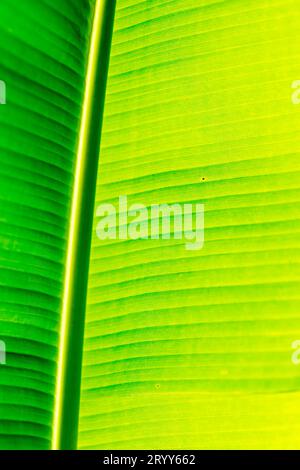 Banana tree leave background, green nature background Stock Photo - Alamy