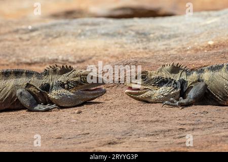 Australian Male Eastern Water Dragons fighting over territory and ...
