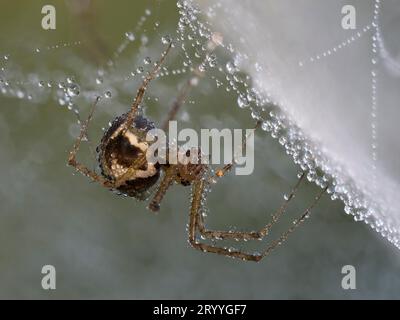 Sheet weaver (Linyphiidae), spider lurking for prey under the dew ...