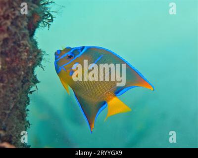 Queen angelfish (Holacanthus ciliaris), dive site John Pennekamp Coral ...