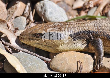 A closeup of blue leg of lizard Stock Photo - Alamy