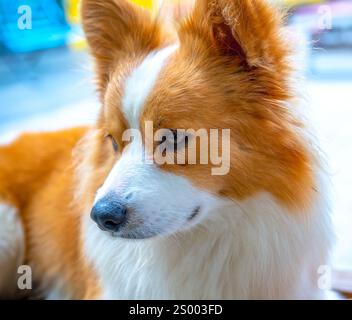 Cute, playful ginger corgi puppy. Pedigree dog Stock Photo - Alamy