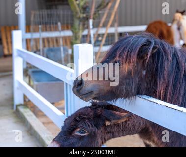 Ponies inside farm enclosure. They live in herds and are pets that help ...