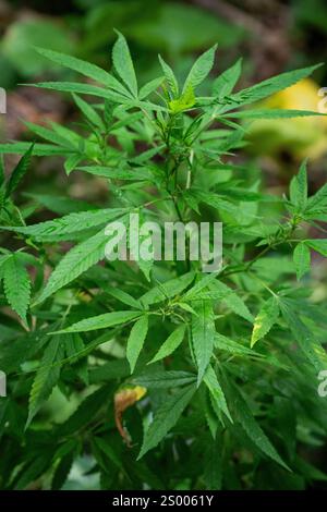 Green marijuana (cannabis) plant grown in outdoors garden Stock Photo ...