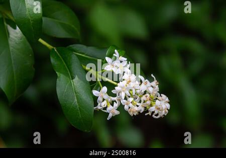 The blossoming bush a privet ordinary Ligustrum vulgare Stock Photo - Alamy